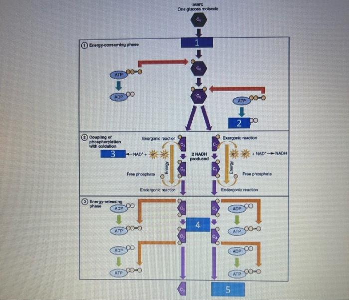 Solved I need help labeling 1-5 please | Chegg.com