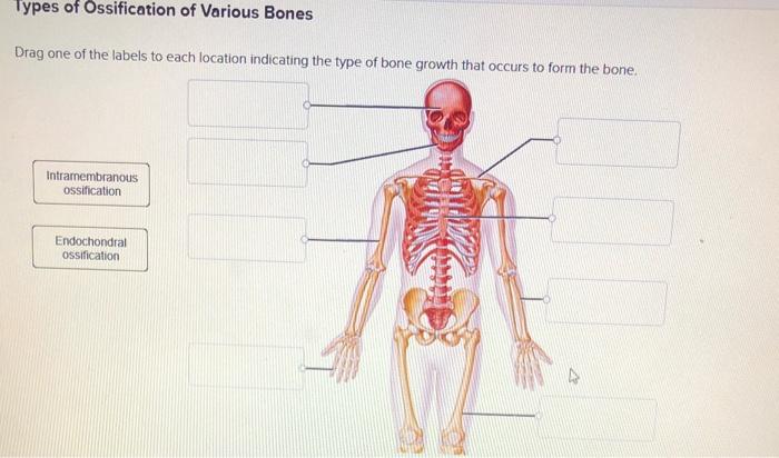 Solved Types of Ossification of Various Bones Drag one of | Chegg.com