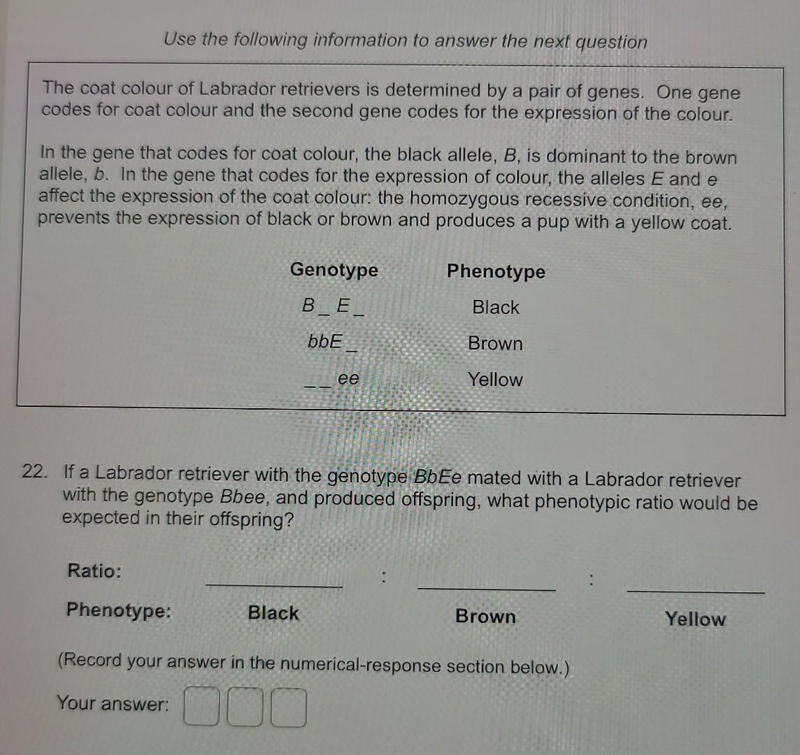 Solved The coat colour of Labrador retrievers is determined | Chegg.com