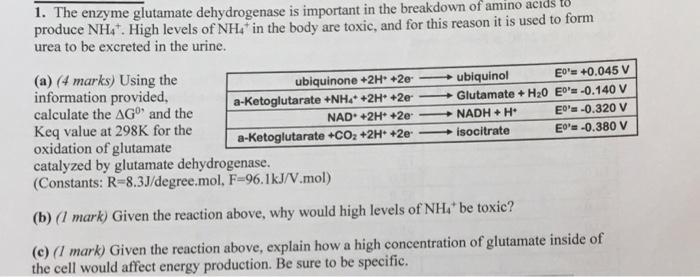 Solved 1. The enzyme glutamate dehydrogenase is important in | Chegg.com