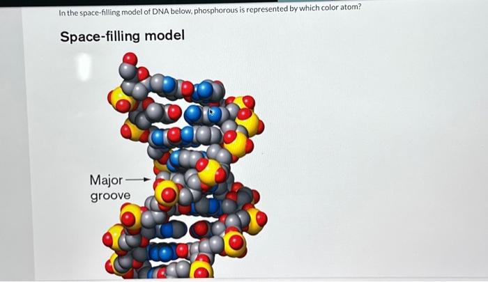 Solved In the space-filling model of DNA below, phosphorous | Chegg.com