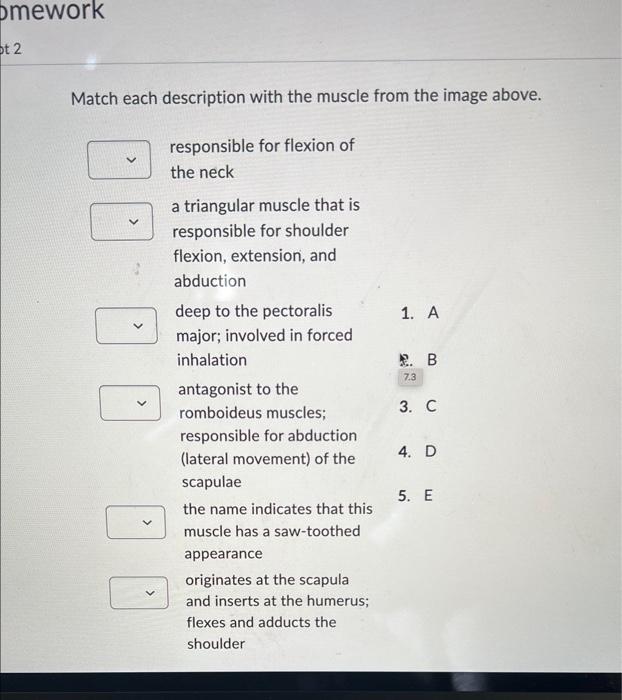 Solved Match each description with the muscle from the image | Chegg.com