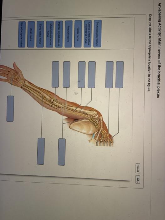 Solved Art-labeling Activity: Main nerves of the brachial | Chegg.com