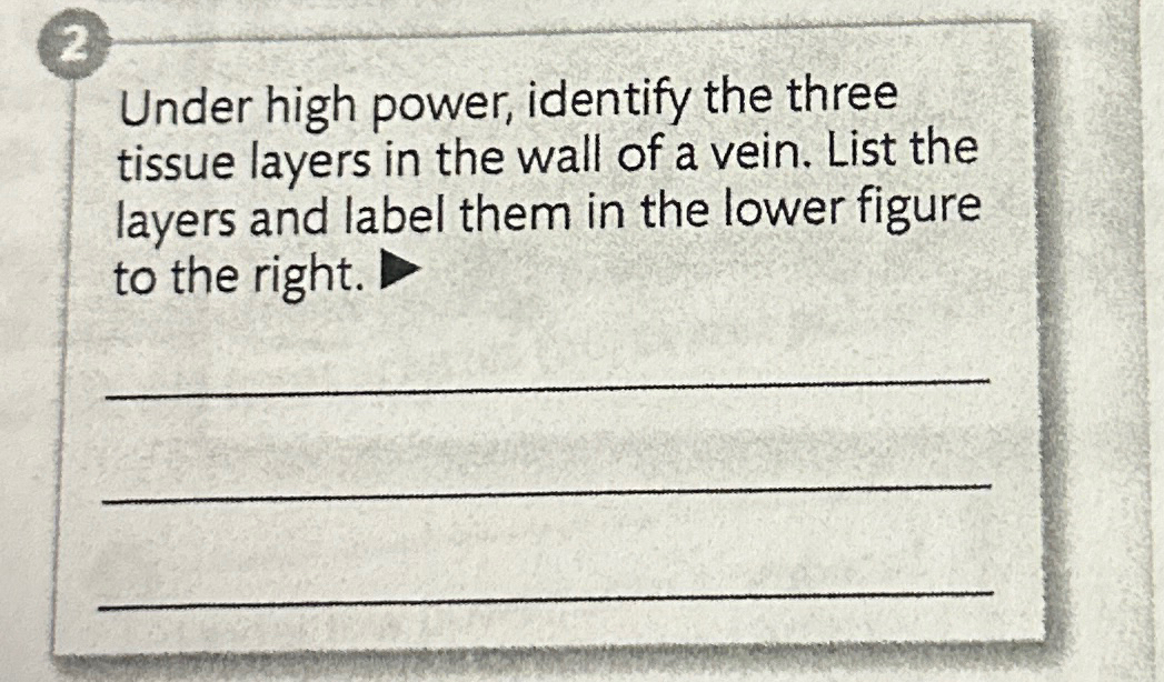 Solved 2Under high power, identify the three tissue layers | Chegg.com