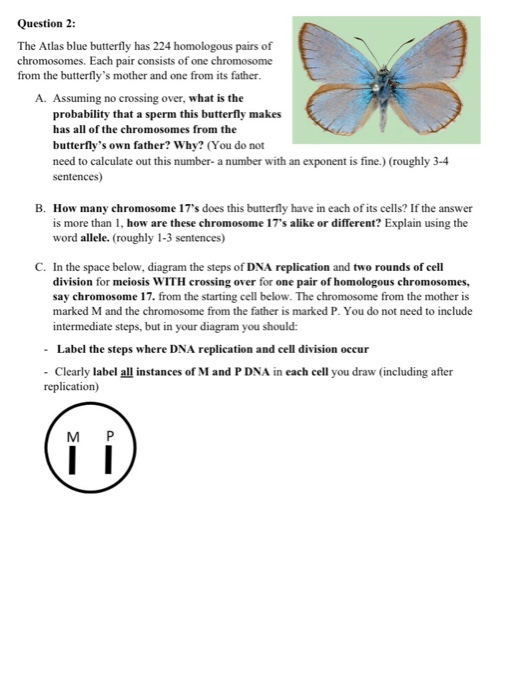 Solved Question 2: The Atlas blue butterfly has 224 | Chegg.com