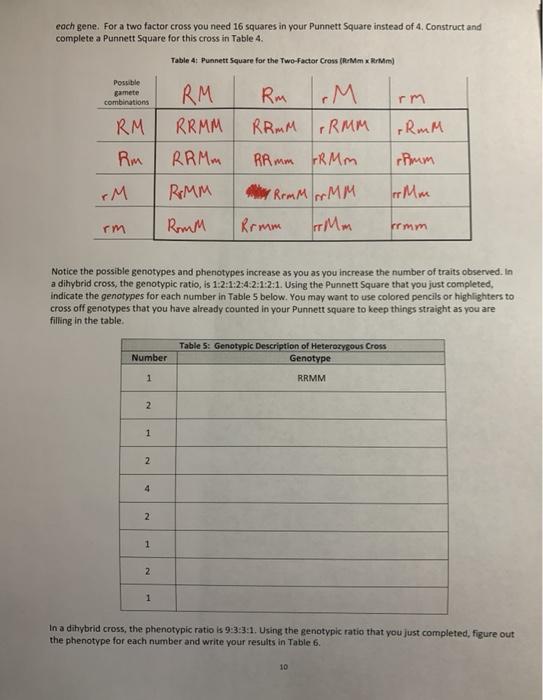 Solved each gene. For a two factor cross you need 16 squares | Chegg.com