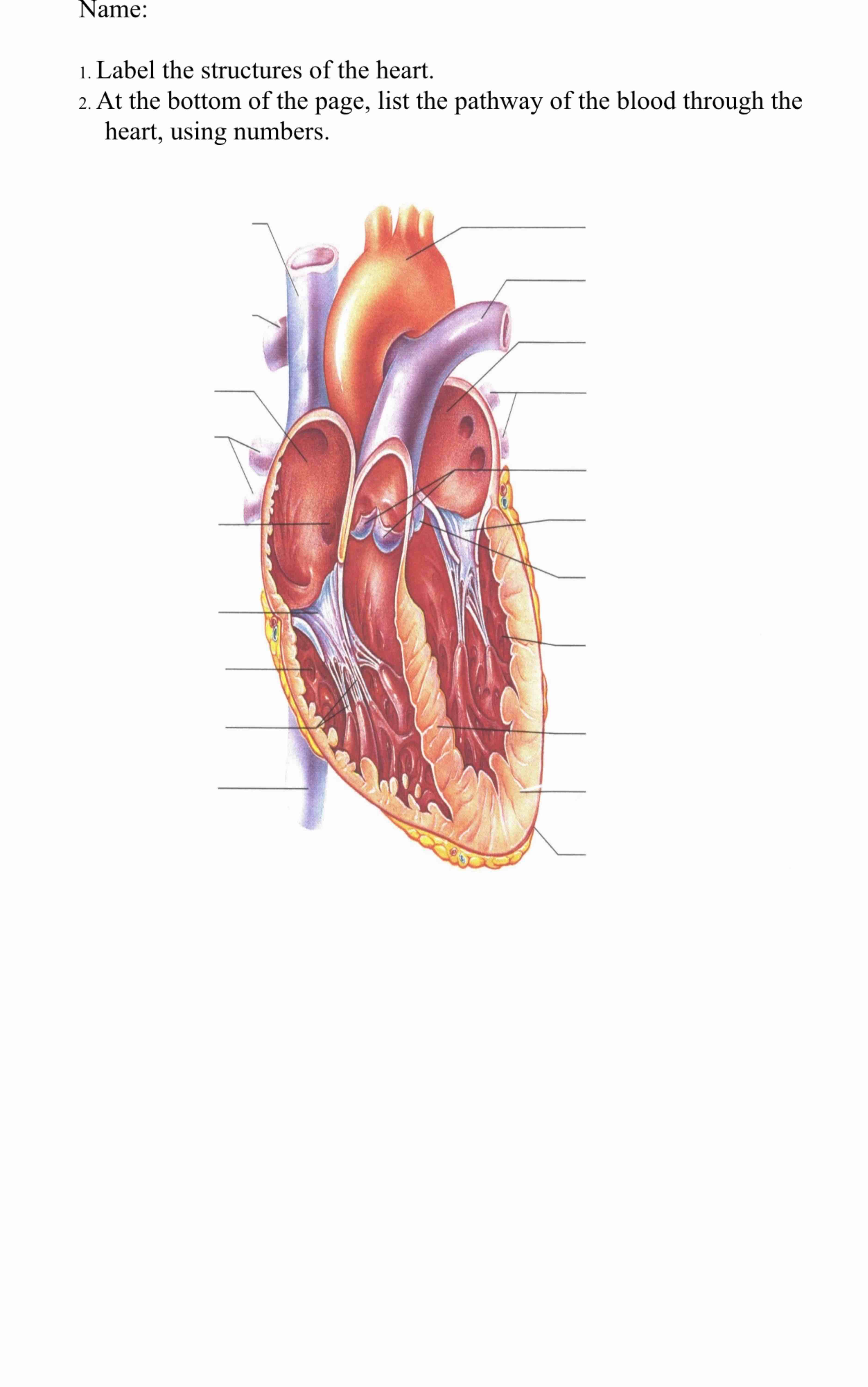 Solved Name:1. ﻿Label the structures of the heart.2. ﻿At the | Chegg.com