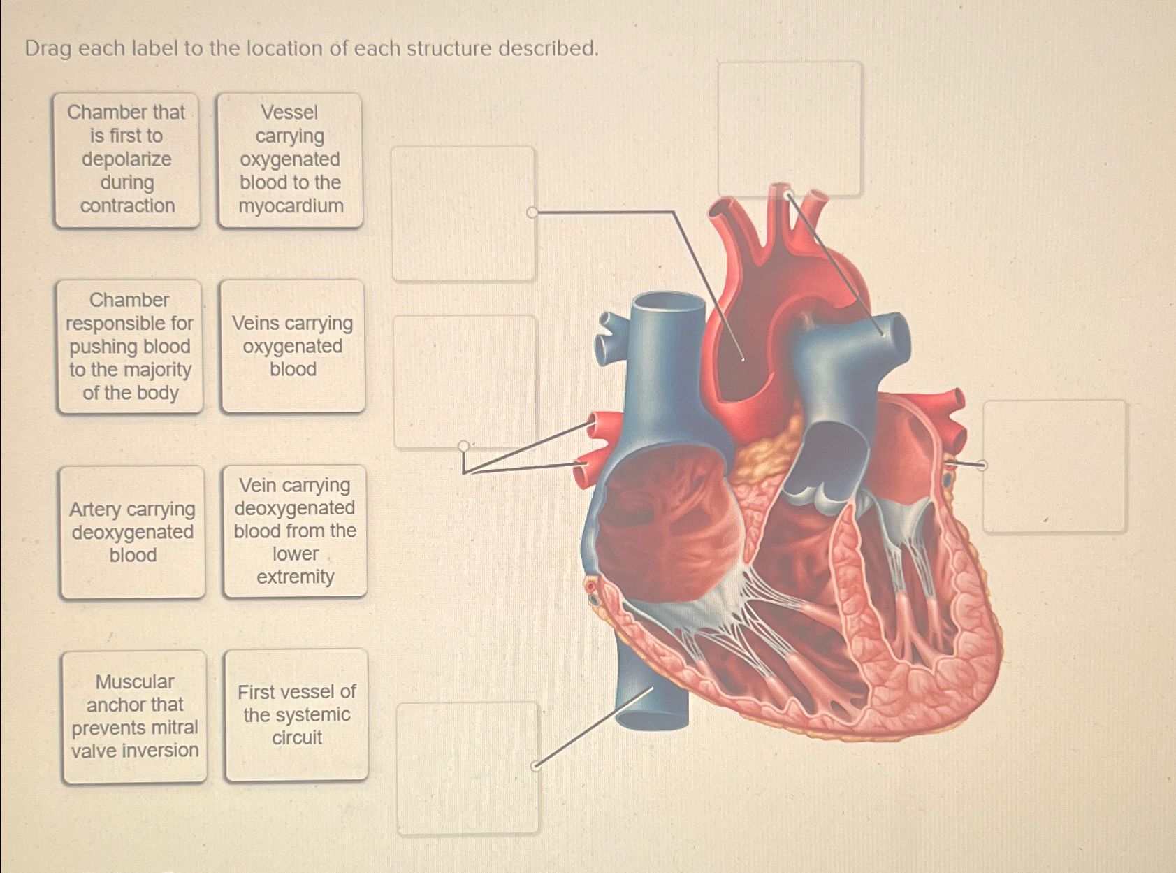 Solved Drag each label to the location of each structure | Chegg.com