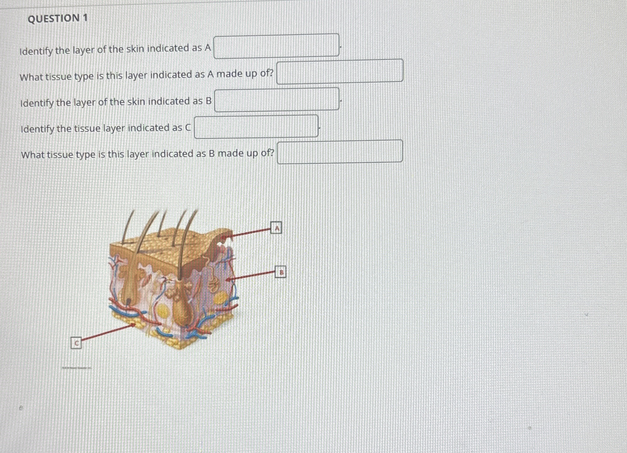Solved QUESTION 1Identify the layer of the skin indicated as | Chegg.com