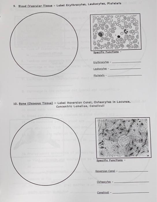 Solved 9. Blood (Vascular Tissue - Label Erythrocytes, | Chegg.com