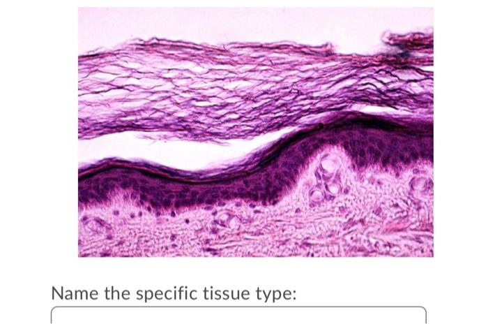 + 1. General tissue type: EPITHELIAL Specific tissue | Chegg.com