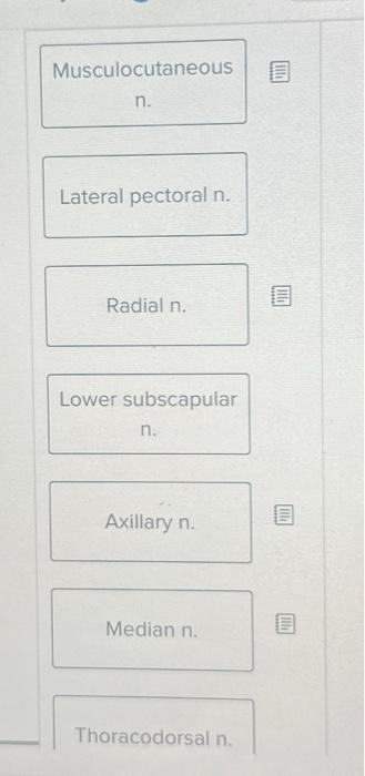 Solved Musculocutaneous n. Lateral pectoral n. Radial n. | Chegg.com