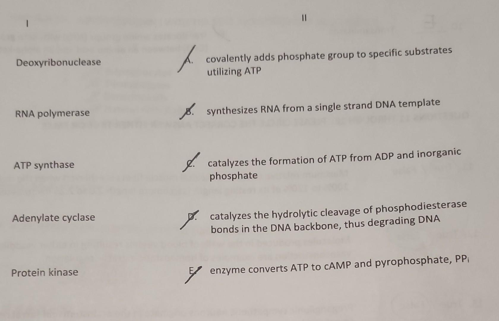 Solved Deoxyribonuclease A. covalently adds phosphate group | Chegg.com