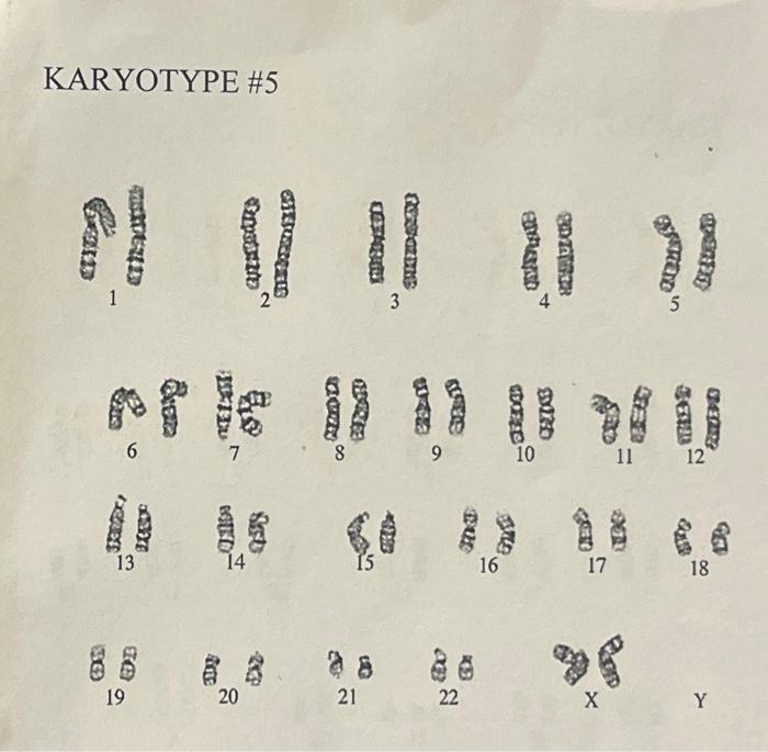 KARYOTYPE \#5 | Chegg.com