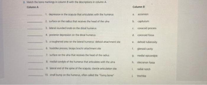 Solved 2. Match the bone markings in column B with the | Chegg.com