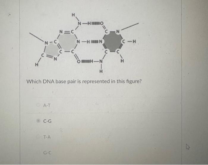 Solved Which DNA base pair is represented in this figure? | Chegg.com