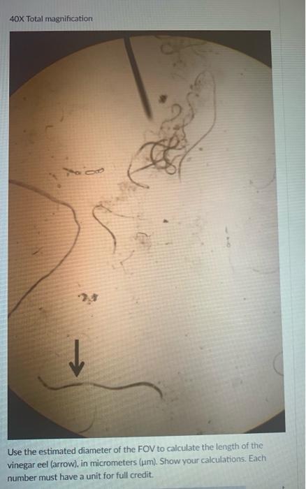 Solved 40X Total magnification Use the estimated diameter of | Chegg.com