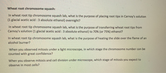 Solved Wheat root chromosome squash: In wheat root tip | Chegg.com