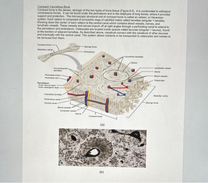 Solved Procedure for Activity 6.3: Microscopic Anatomy of | Chegg.com