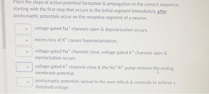 Solved Place the steps of action potential formation \& | Chegg.com