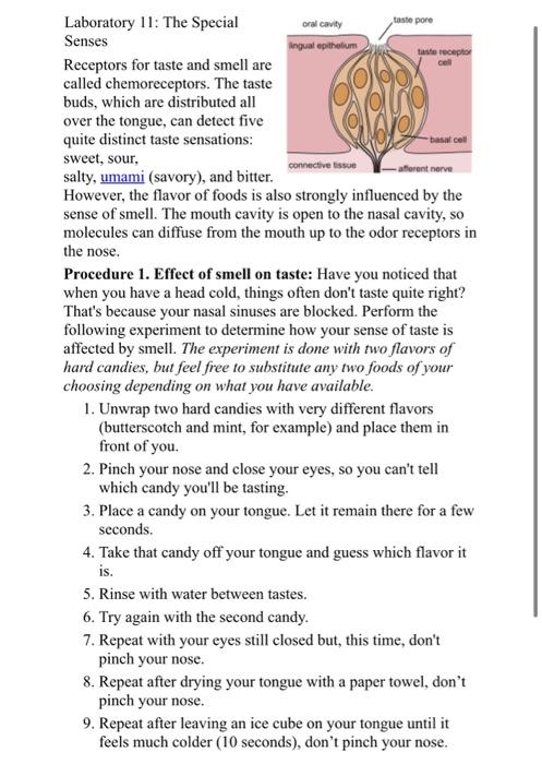 taste pore cel Laboratory 11: The Special oral cavity | Chegg.com