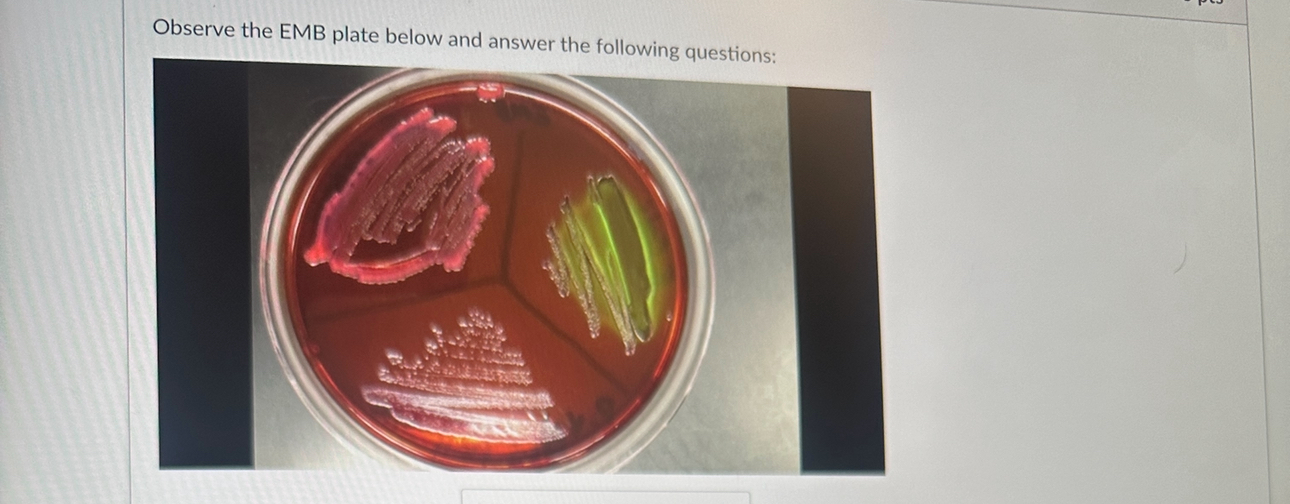 Solved Observe the EMB plate below and answer the following | Chegg.com