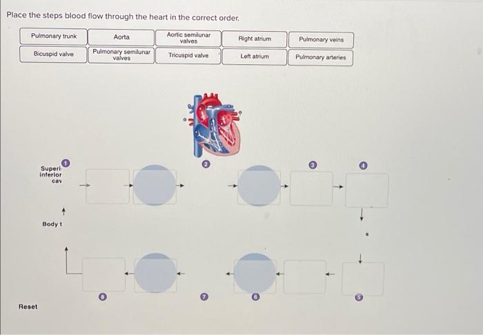 Solved Place the steps blood flow through the heart in the | Chegg.com