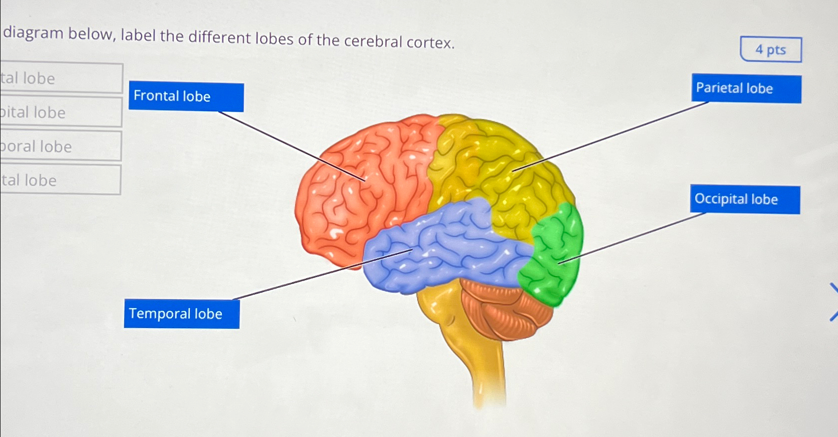 Solved diagram below, label the different lobes of the | Chegg.com