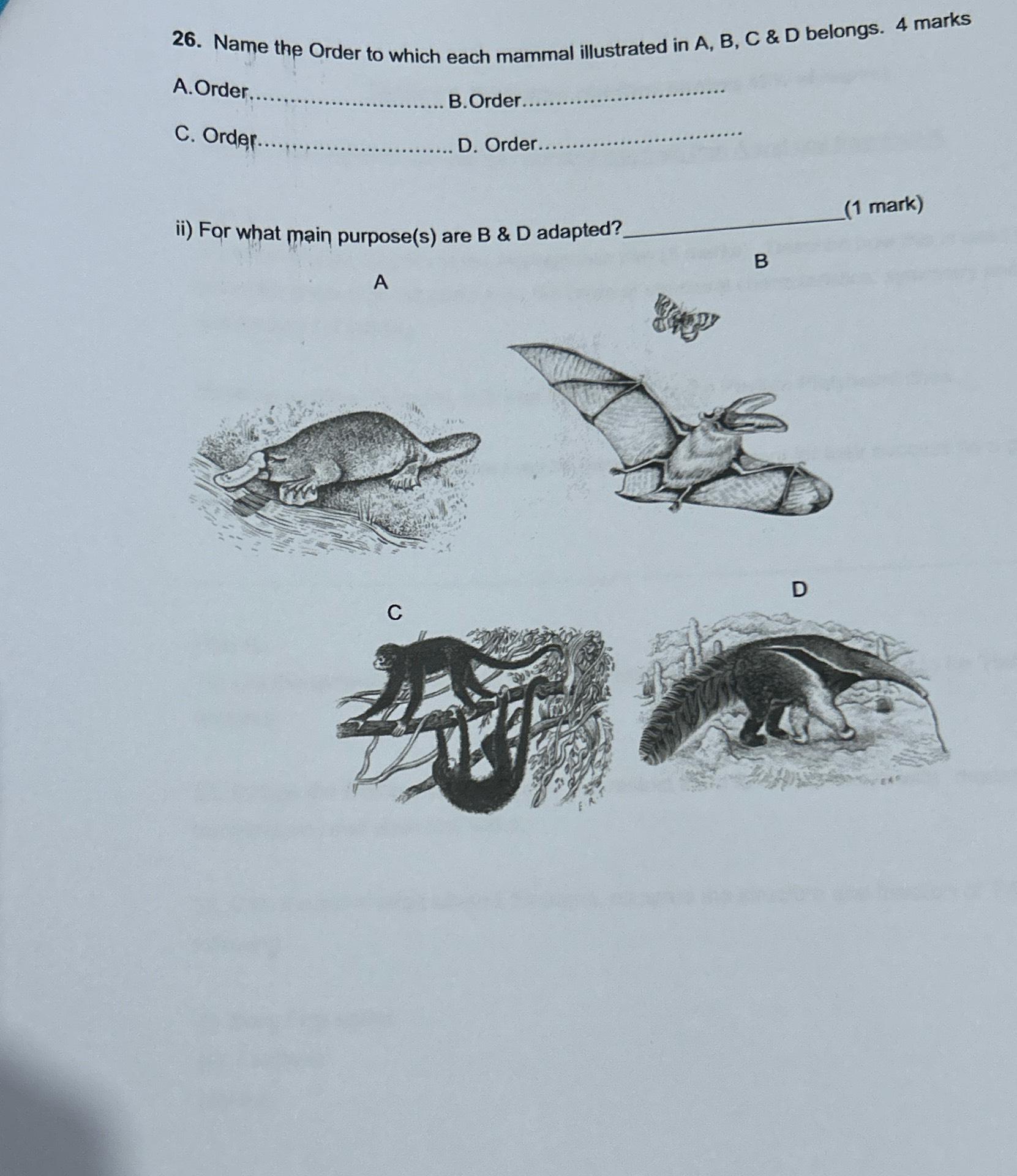 Solved Name the Order to which each mammal illustrated in | Chegg.com