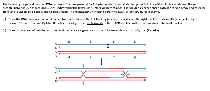 Solved The following diagram shows two DNA duplexes. The | Chegg.com