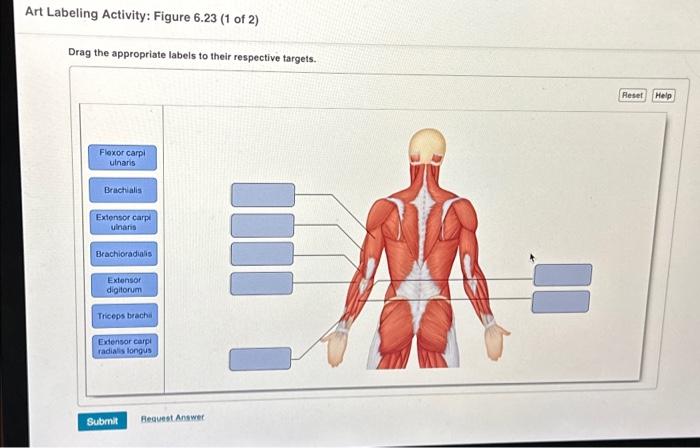 Solved Art Labeling Activity: Figure 6.23 (1 of 2) Drag the | Chegg.com