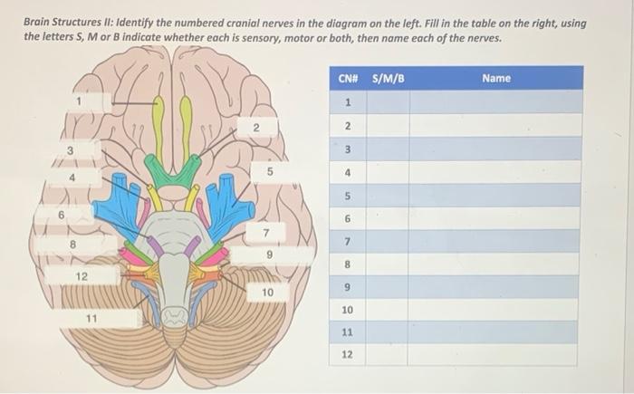 Solved Brain Structures I: Identify the lobes of the brain | Chegg.com