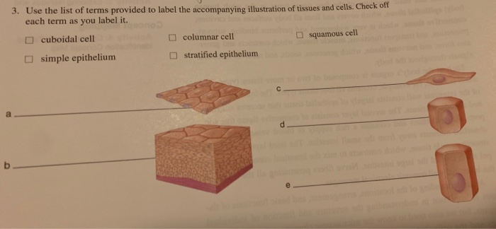 Solved 3. Use the list of terms provided to label the | Chegg.com