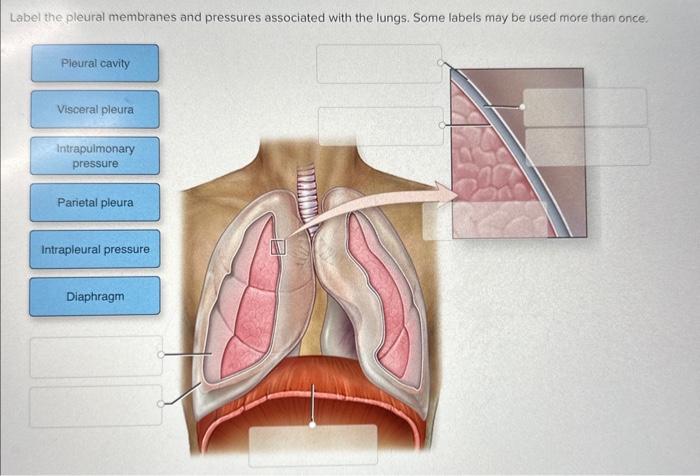 Solved Label the pleural membranes and pressures associated | Chegg.com