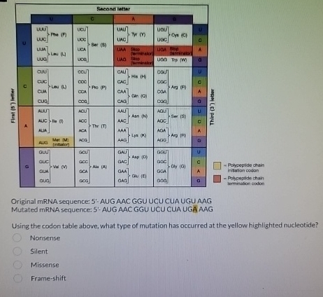 Solved Original mRNA sequence: 5' - ﻿AUG AAC GGU UCU CUA UGU | Chegg.com