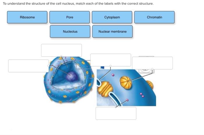 Solved 1) Drag and drop the labels representing the four | Chegg.com