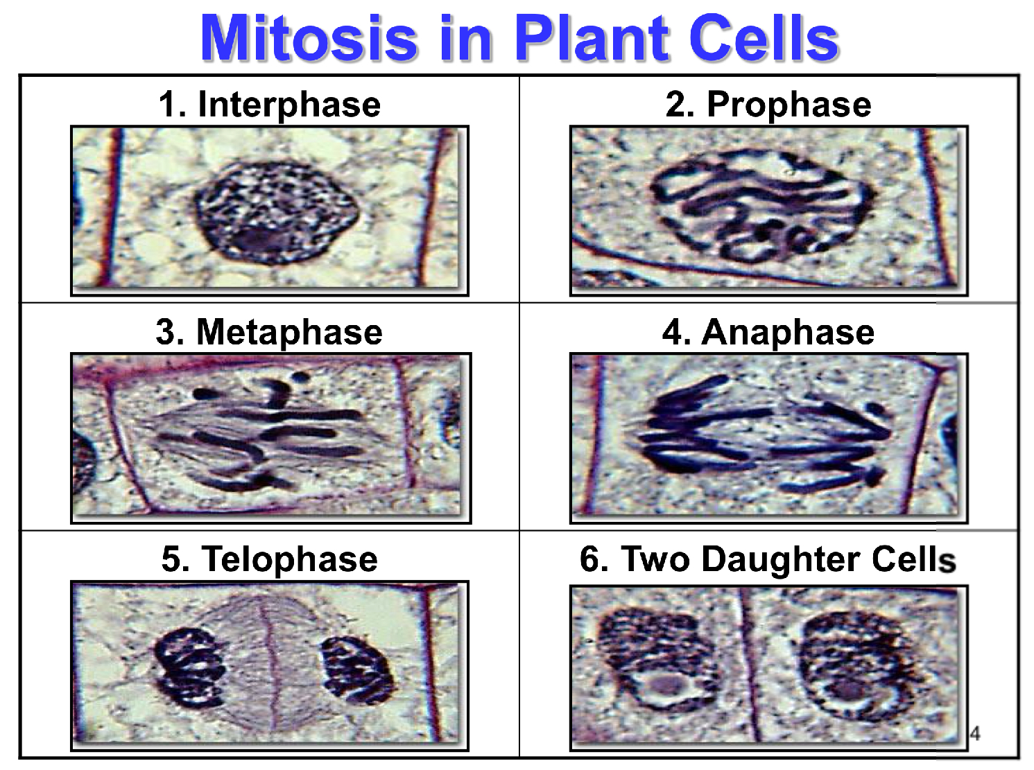 Draw mitosis phases hand drawing or drawing in iPad | Chegg.com