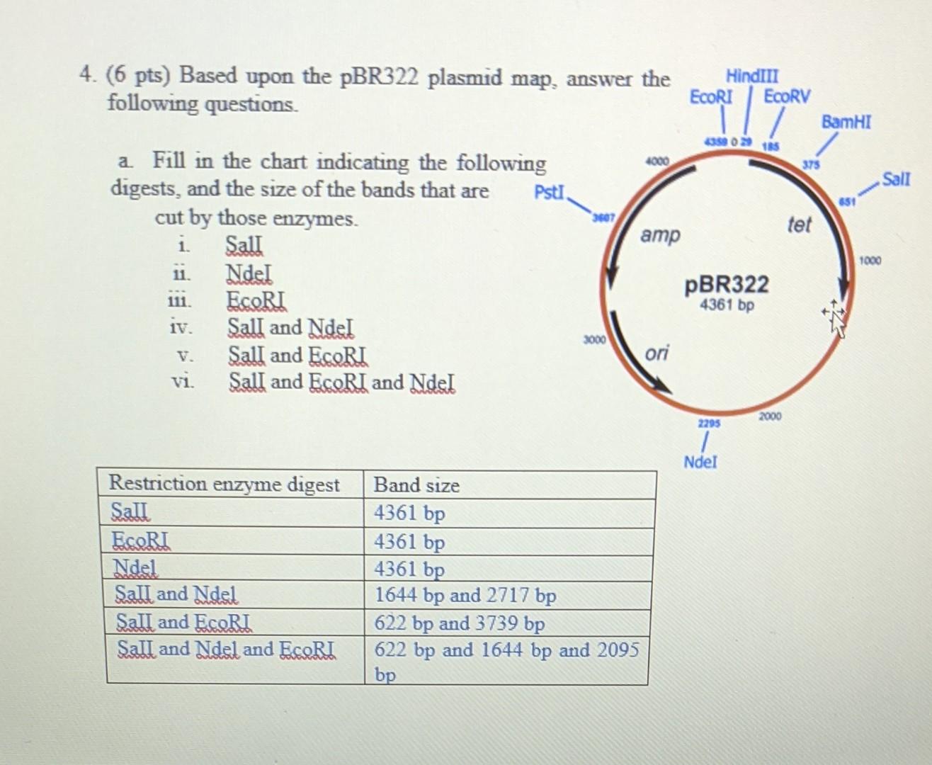 Solved 4. (6 pts) Based upon the pBR322 plasmid map, answer | Chegg.com