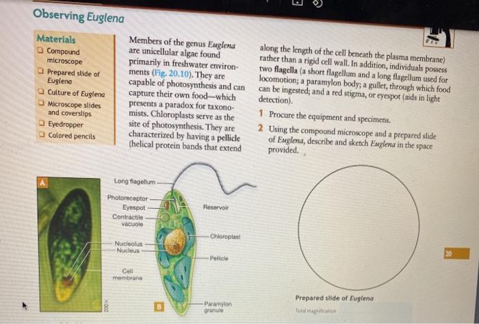 Solved Observing Euglena Materials Compound microscope | Chegg.com