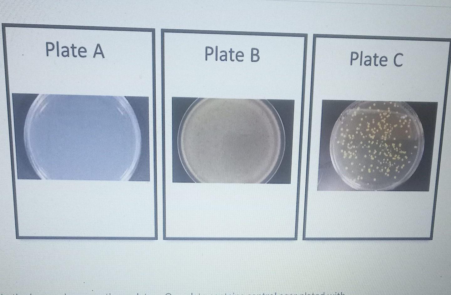 E Coli Plate