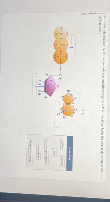 Solved Adenosine triphosphate (ATP) is a molecule that | Chegg.com
