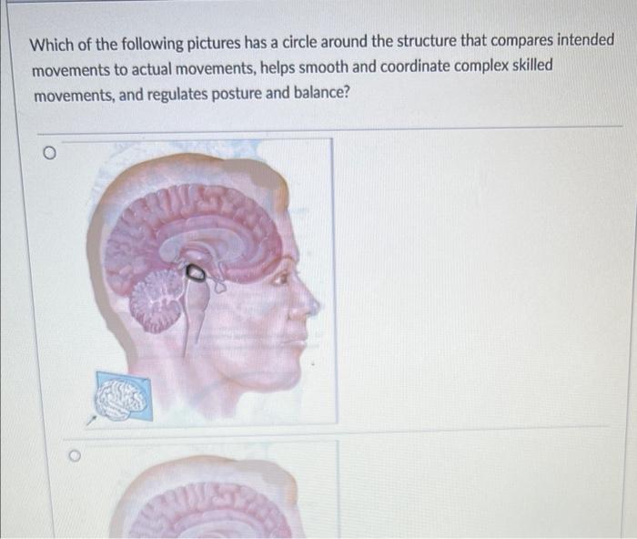 Solved What structure relays impulses between brain and | Chegg.com