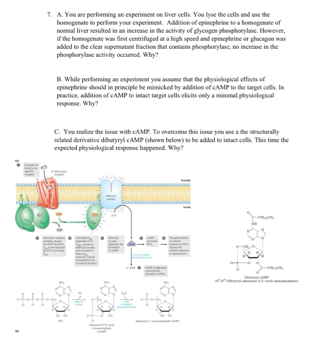 Solved 7. A. You are performing an experiment on liver | Chegg.com