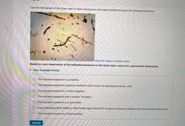 Solved Use the micrograph of the Gram stain to draw | Chegg.com