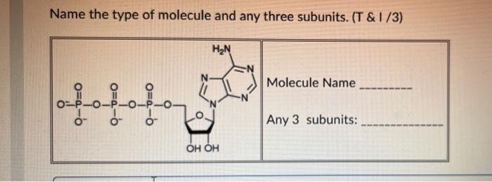 Solved Name the type of molecule and any three subunits. (T | Chegg.com
