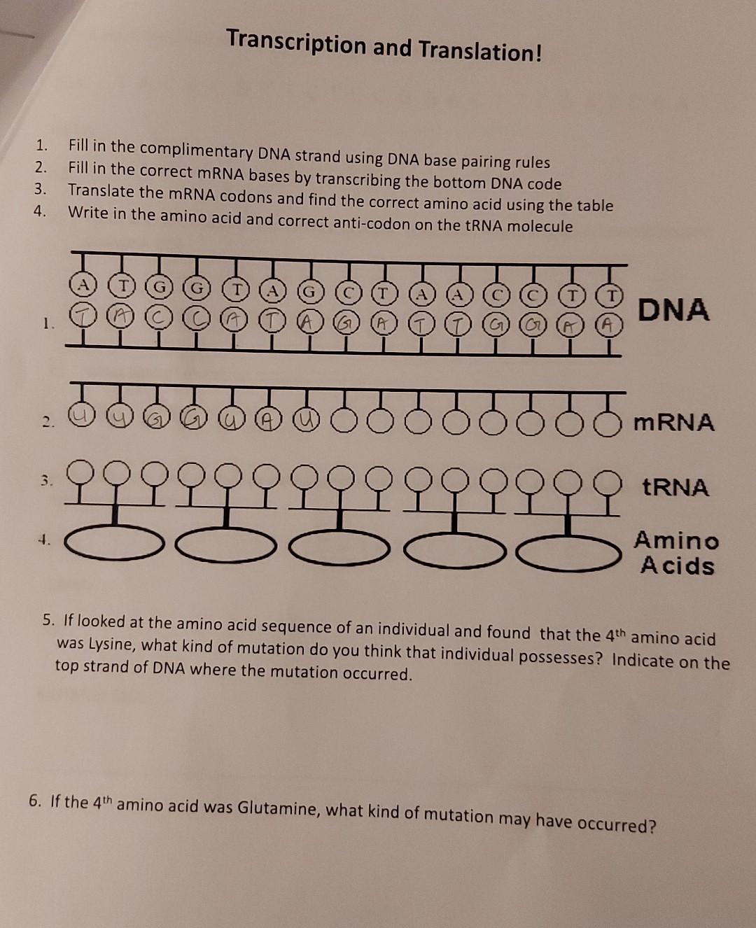 Solved Transcription and Translation! 1. Fill in the | Chegg.com