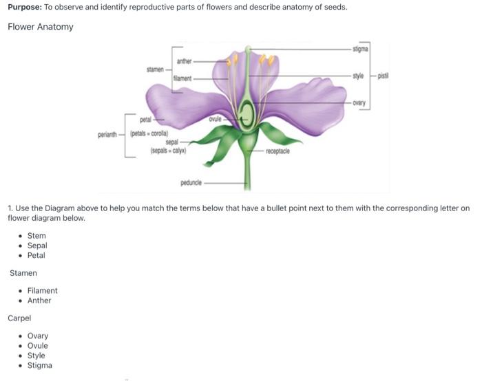 Understanding Flower Anatomy Review Worksheet | Best Flower Site