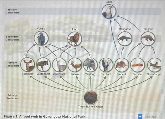 Solved Figure 1. A food web in Gorongosa National Park.a. On | Chegg.com