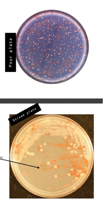 2. Use the provided steak plates/pour plate results | Chegg.com