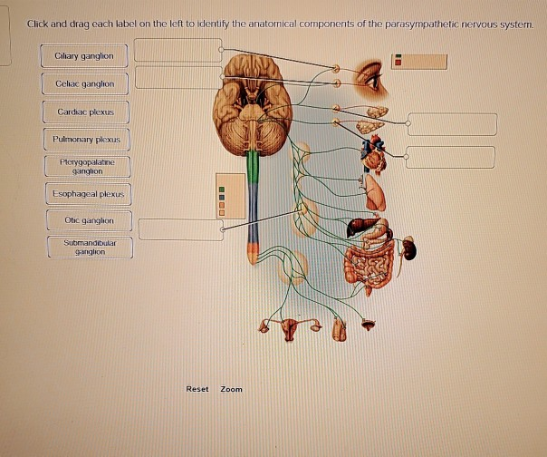 Solved Click and drag each label on the left to identify the | Chegg.com